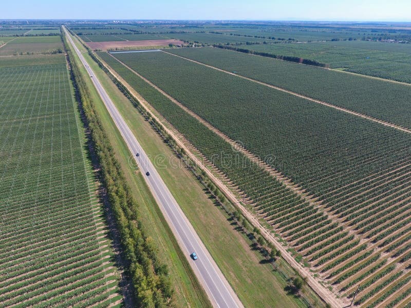 Rows of Trees in the Garden. Aerophotographing, Top View Stock Image ...