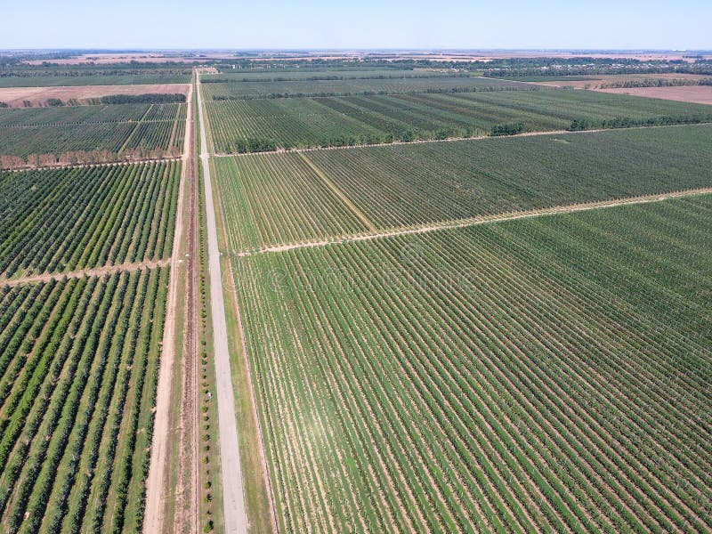Rows of Trees in the Garden. Aerophotographing, Top View Stock Photo ...