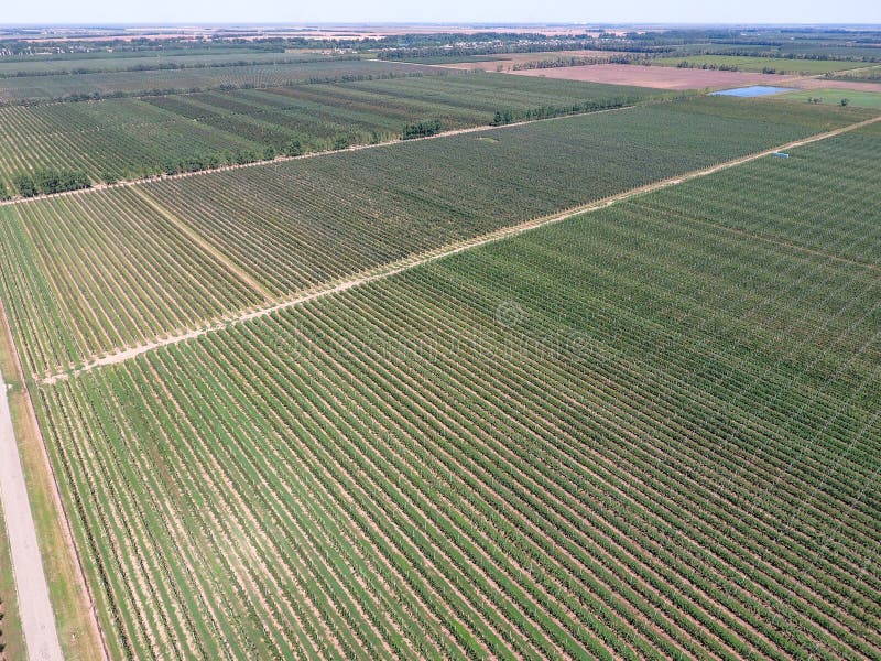 Rows of Trees in the Garden. Aerophotographing, Top View Stock Photo ...