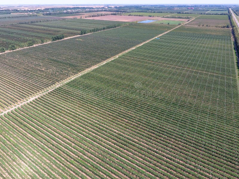 Rows of Trees in the Garden. Aerophotographing, Top View Stock Image ...
