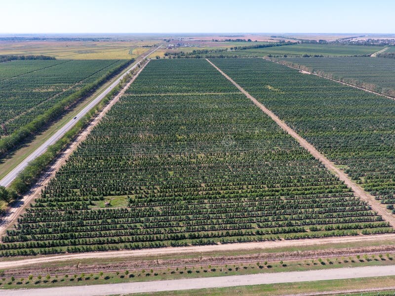 Rows of Trees in the Garden. Aerophotographing, Top View Stock Image ...
