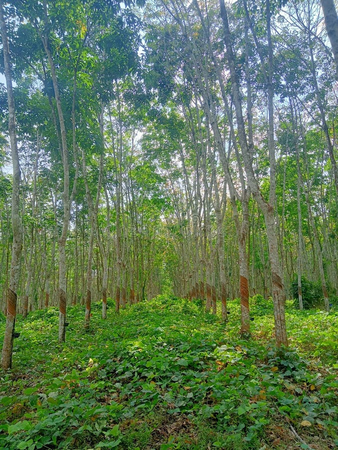 The Rows of Trees are Impressive and Neat Stock Photo - Image of ...