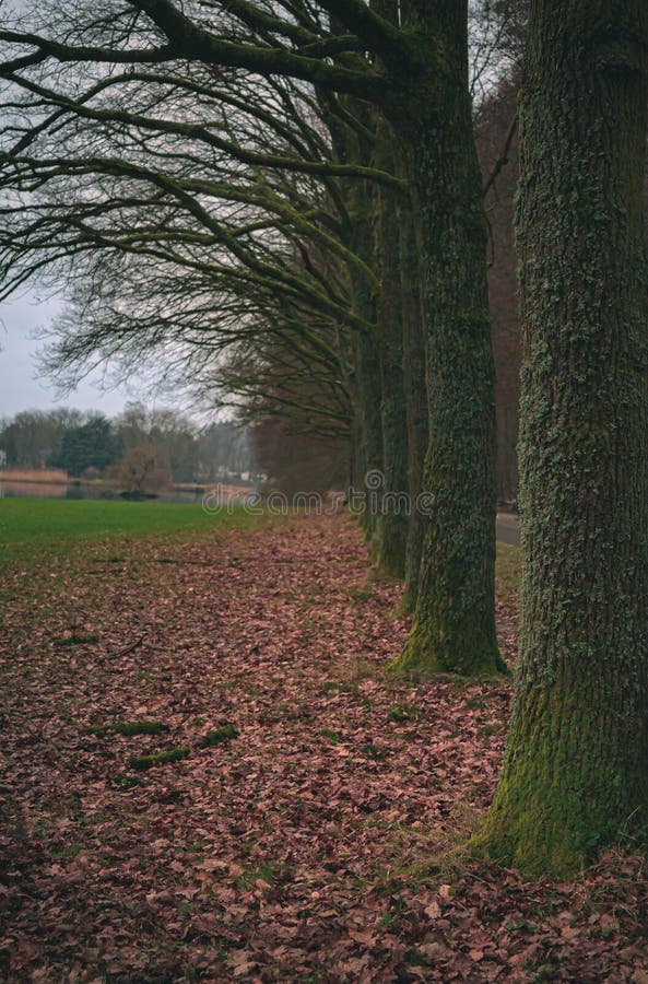 Rows of Trees Lining Long Empty Park Path in the Autumn Fall Stock ... Rows of Trees Lining Long Empty Park Path in the Autumn Fall Stock ...