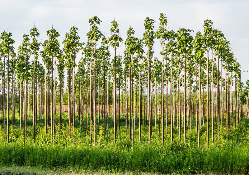Nursery Saplings of Deciduous Trees Stock Image - Image of plants ...