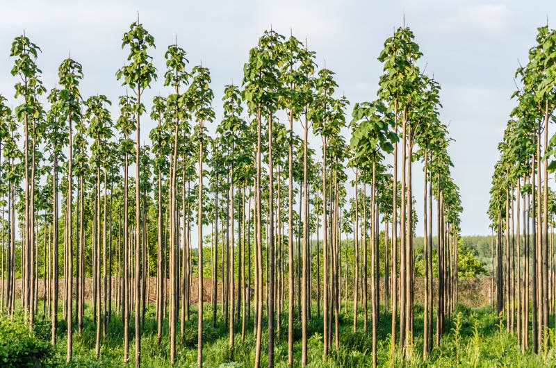 Nursery Saplings of Deciduous Trees Stock Image - Image of outside ...