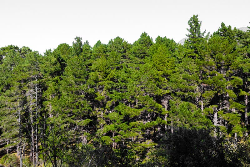 Rows of Trees in a Pine Forest Plantation Stock Photo - Image of ...