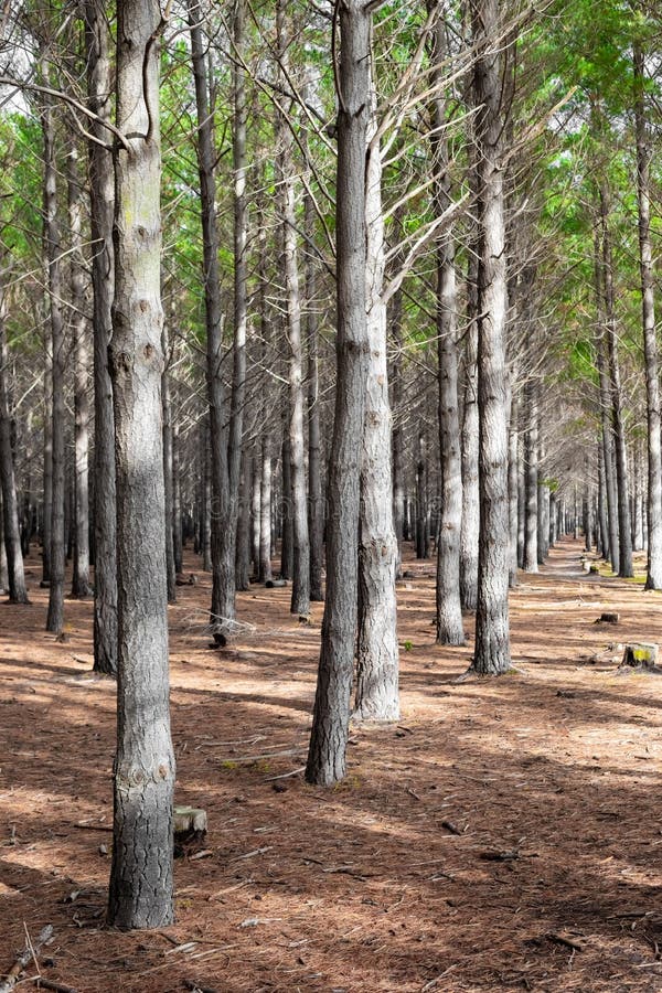 Rows of Trees in a Pine Forest Plantation Stock Photo - Image of ...