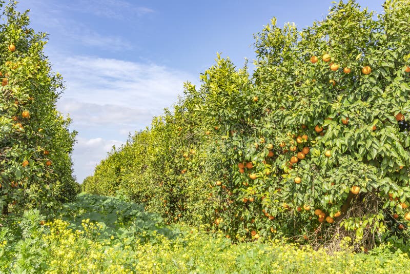 Rows of Trees with Ripe Oranges with Green Grass and Flowers between ...