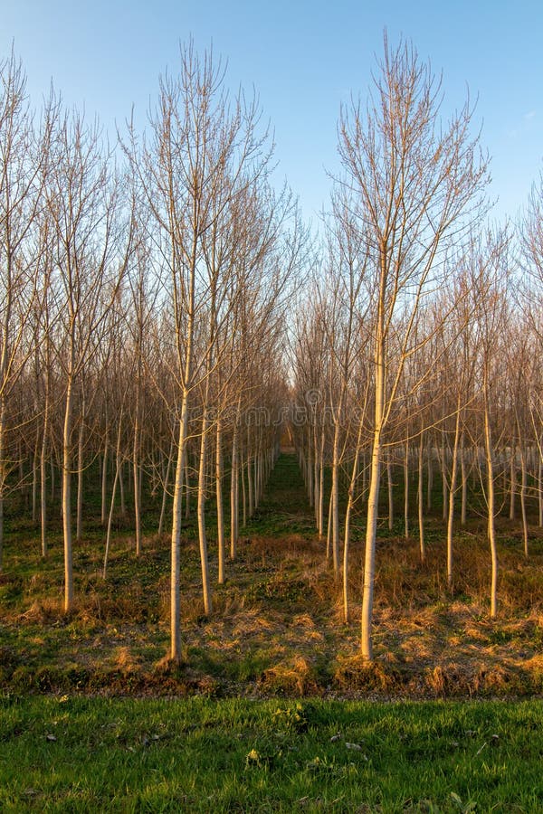 Rows of trees stock photo. Image of forest, branch, nature - 212620366