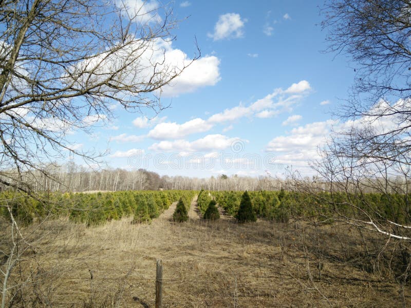 Rows of Trees stock photo. Image of rows, clouds, small - 52614856