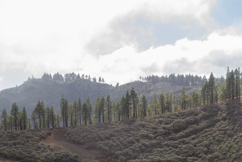 Rows of Trees on Top of the Hills Stock Photo - Image of blue, hill ...