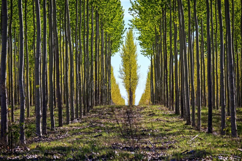 Rows of Trees on a Tree Farm Stock Image - Image of agricultural, green ...