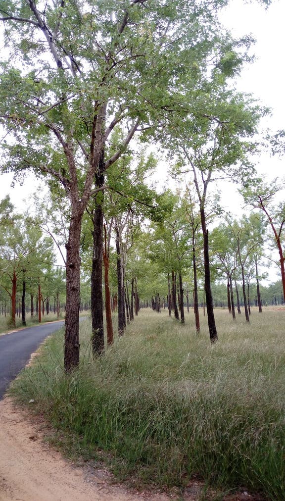 Rows of trees stock image. Image of grasslands, rows - 107216361