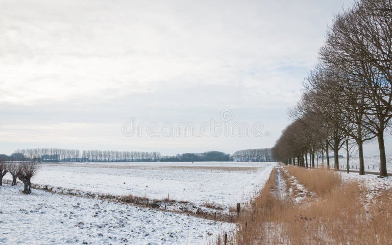 Rows of Trees in a Wintry Netherlands Stock Photo - Image of field ...