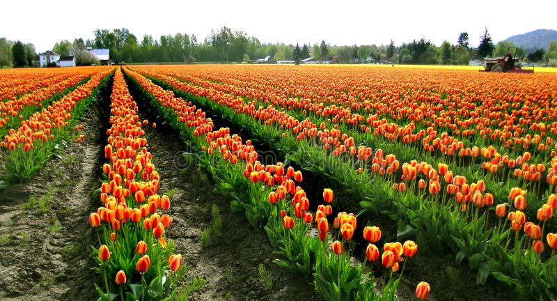 Tulip Barn and Horizon stock photo. Image of seasonal, skagit - 694822