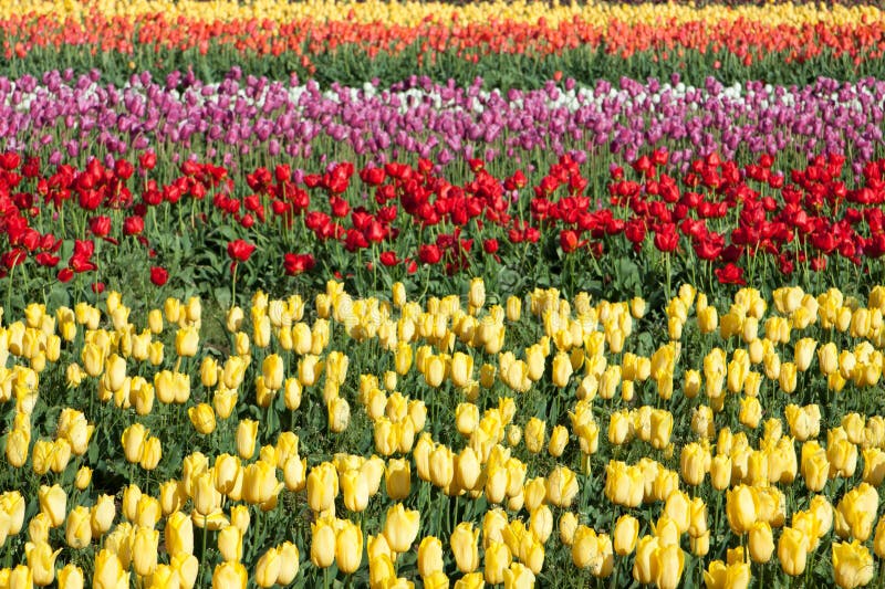 Rows of Tulips stock image. Image of shows, tulips, green - 41001607