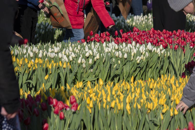 Rows of Tulips at the National Tulip Day at Amsterdam the Netherlands ...