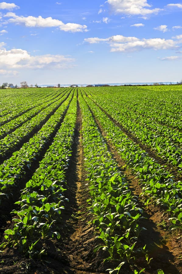 Rows of Turnip Plants in a Field Stock Image - Image of farming, crops ...