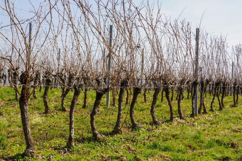 Unpruned Grapevines Stock Photos - Free & Royalty-Free Stock Photos ...