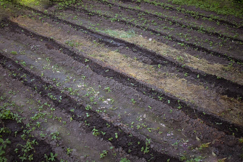 Rows in the Vegetable Garden with Fresh Seedlings. Stock Image - Image ...