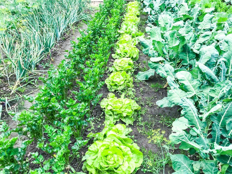 Rows of vegetable crops stock image. Image of food, industry - 31129351