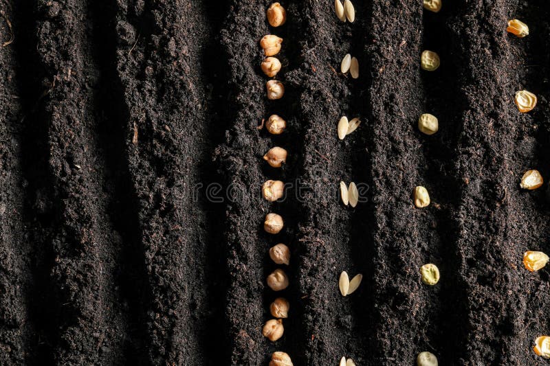 Rows with Vegetable Seeds in Fertile Soil, Top View Stock Image - Image ...