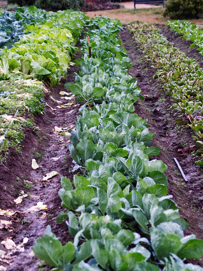 Rows of Vegetables on Small Farm with Mud between Stock Image - Image ...