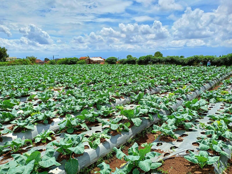 Modern Mustard Greens Farm with Plastic Mulch. Stock Photo - Image of ...