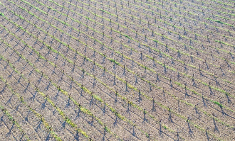 Rows of Vine Plants in a Field with Long Shadows, Top View Stock Image ...