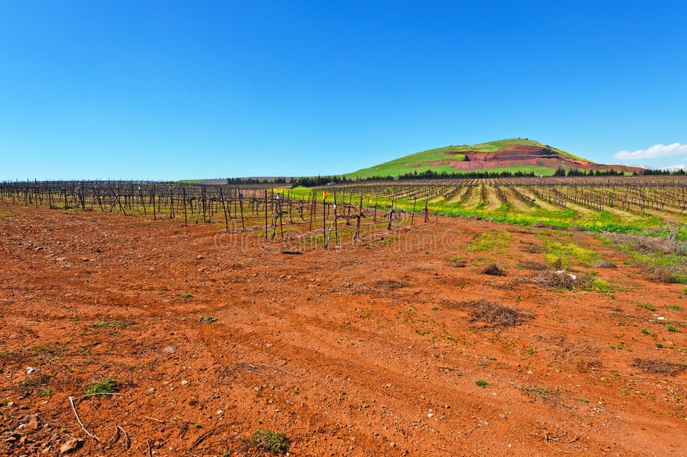 Rows of Vines stock photo. Image of flora, grape, golan - 31201896