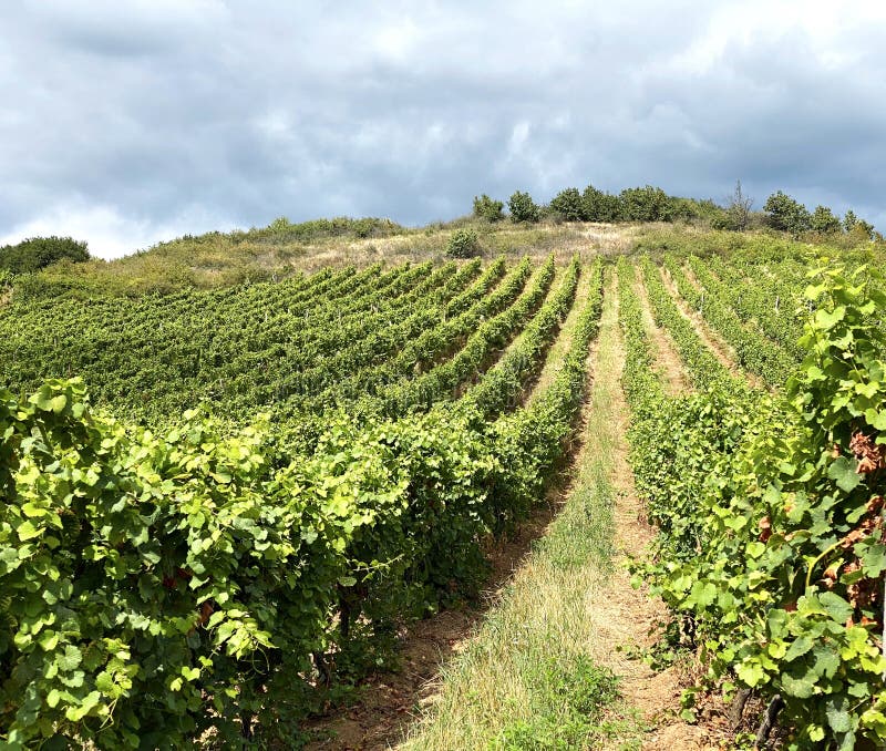 Rows of vines editorial photo. Image of wine, crop, plantation - 344675526