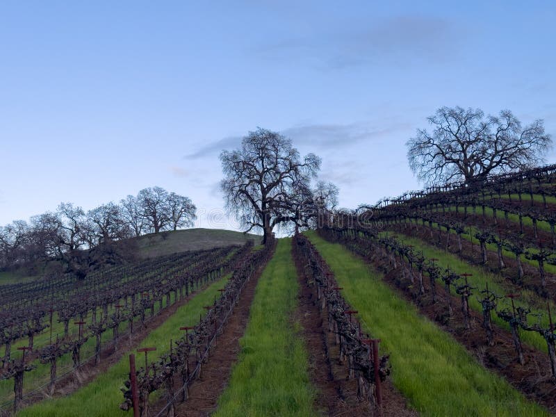 Many Rows of Vines and Trees in a Field on a Hill Stock Image - Image ...