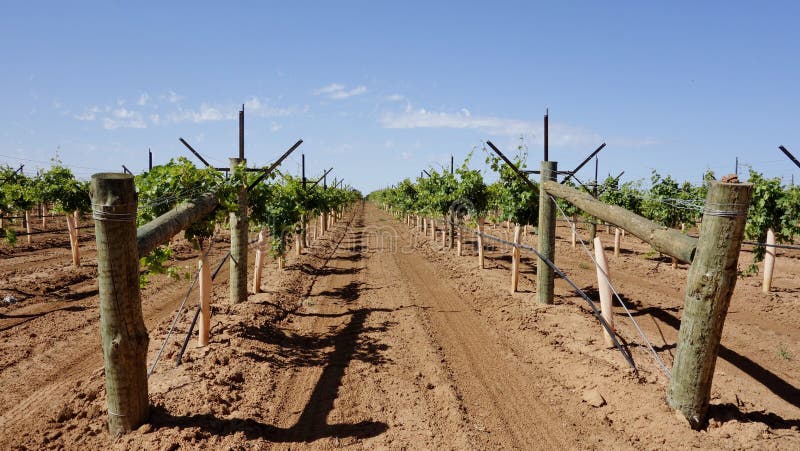 Rows of Vines with V-Trellis. Stock Photo - Image of fruitblock, leaf ...