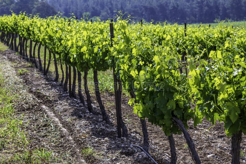 Rows of Vines with Young Green Leaves. Vineyard Israel Stock Photo ...