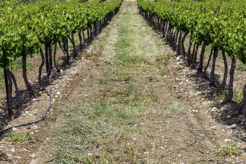 Rows of Vines with Young Green Leaves. Vineyard Israel Stock Photo ...