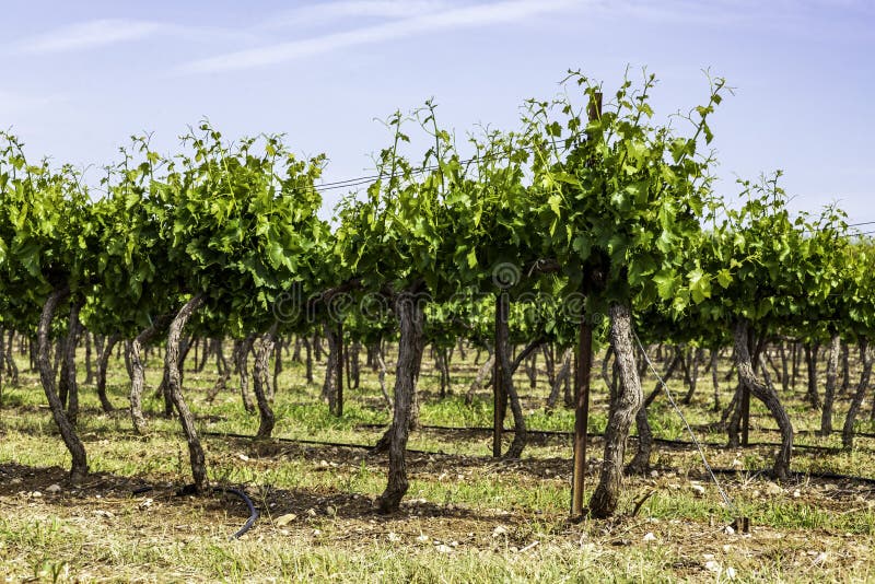 Rows of Vines with Young Green Leaves. Vineyard Israel Stock Photo ...