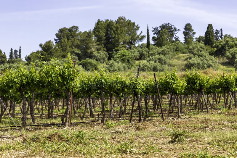 Rows of Vines with Young Green Leaves. Vineyard Israel Stock Image ...