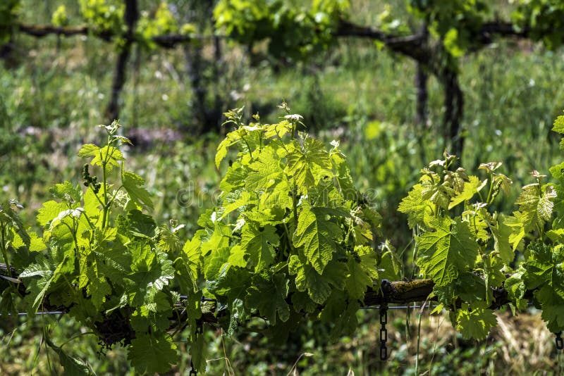 Rows of Vines with Young Green Leaves. Vineyard Israel Stock Image ...