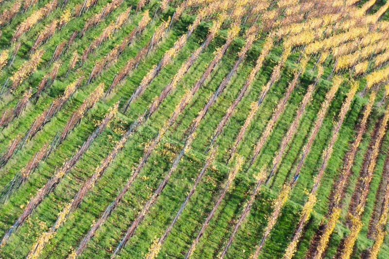 Rows of Vineyard stock image. Image of growing, field - 35188885