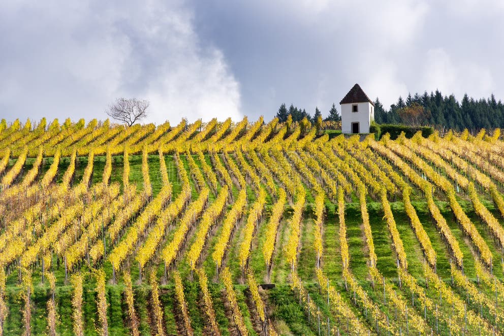 Rows of Vineyard stock image. Image of lush, northern - 35189045