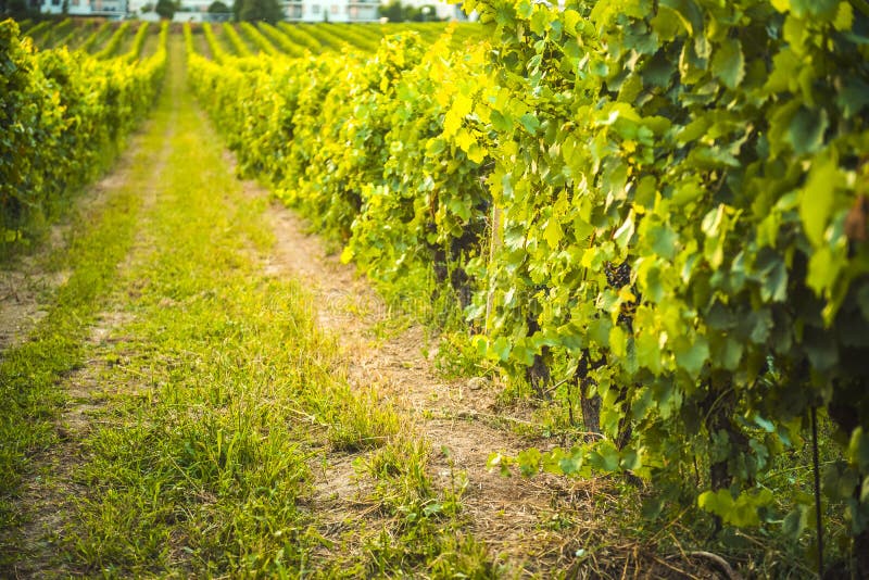 Rows of a Vineyard on a Hill Against the Blue Sky Stock Image - Image ...