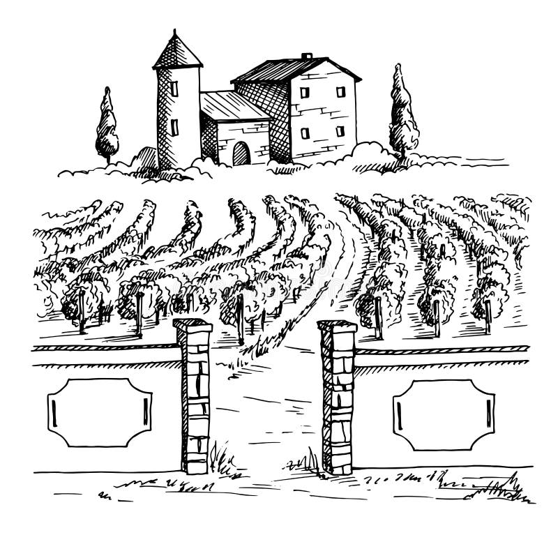 Rows of Vineyard Grape Plants and House Stock Vector - Illustration of ...