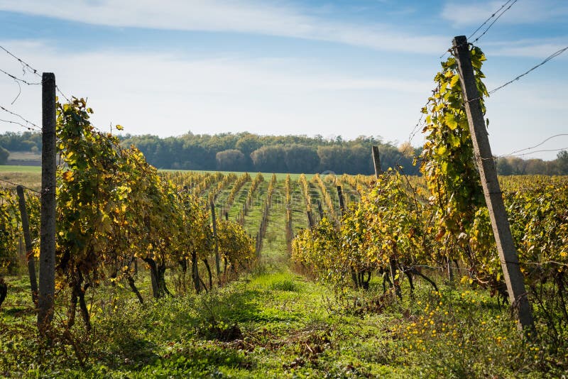 Rows of Vineyard after Harvesting Stock Photo - Image of natural ...