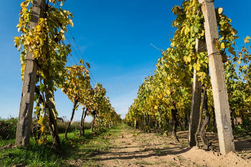 Rows of Vineyard after Harvesting Stock Photo - Image of harvest ...