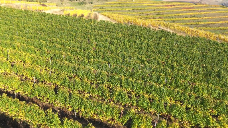 Rows in a Vineyard during Harvesting Time Aerial View Stock Video ...