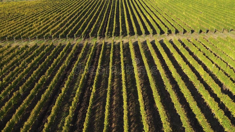 Rows in a Vineyard during Harvesting Time Aerial View Stock Video ...