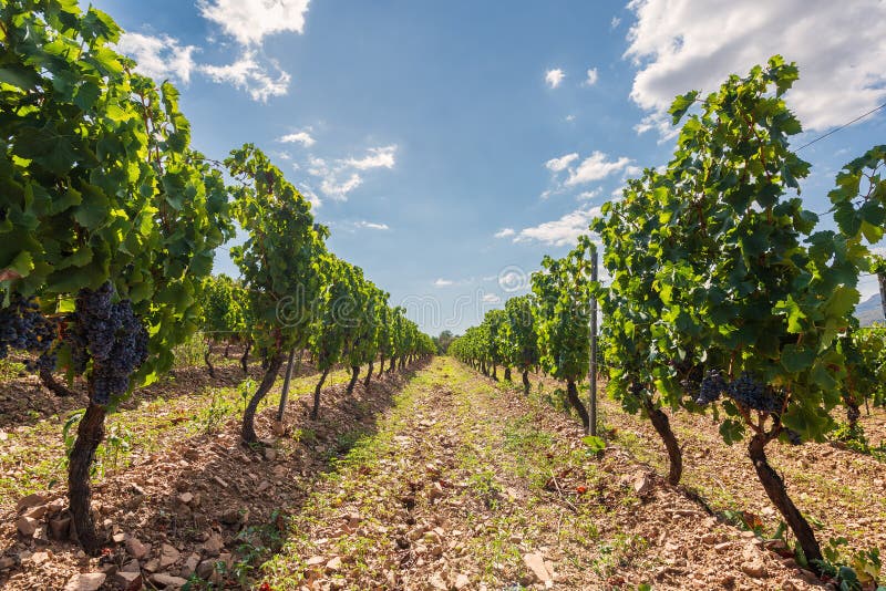 Rows of a Vineyard with Mountains in the Background. Agriculture Stock ...