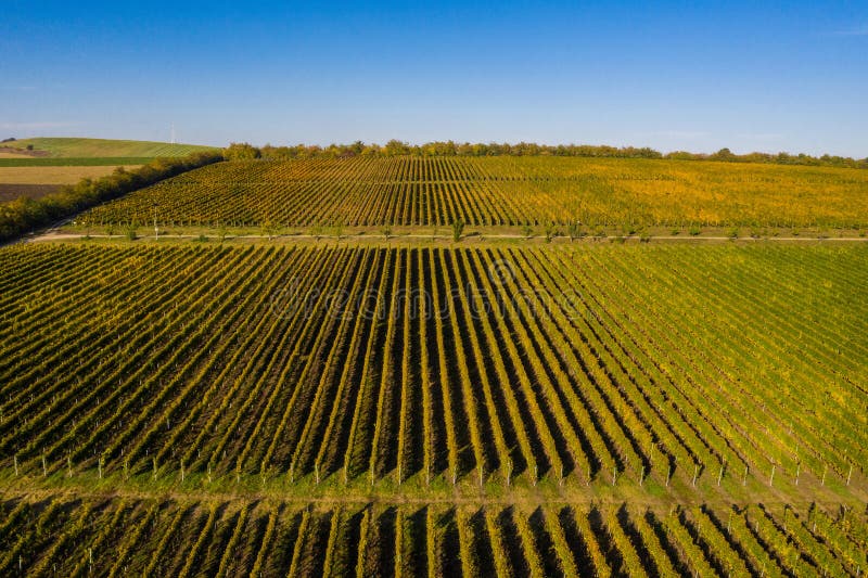 Vineyard Drone Shot, Aerial View from Above Stock Photo - Image of ...