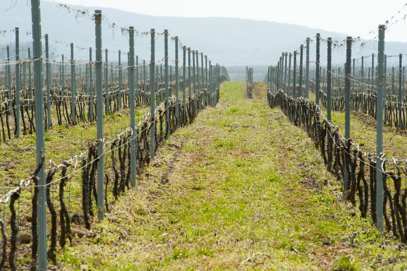 Rows in the Vineyard in Spring Stock Image - Image of harvest, land ...