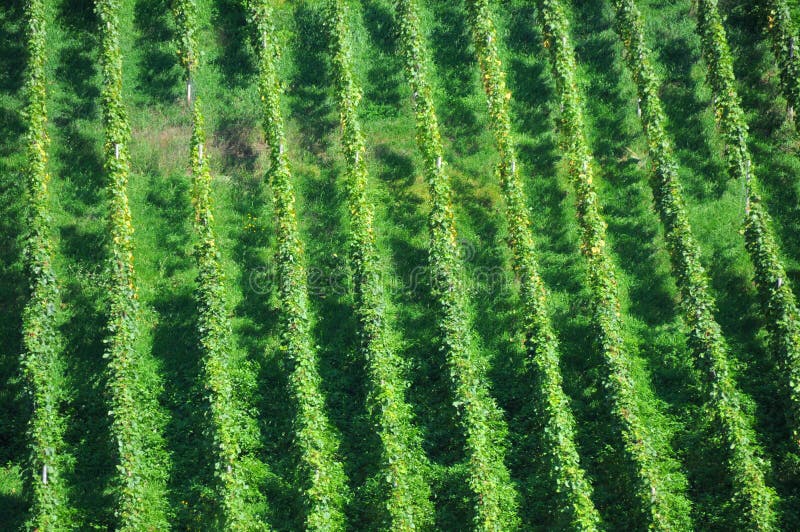 Rows in a Vineyard View from Above Stock Photo - Image of crop ...